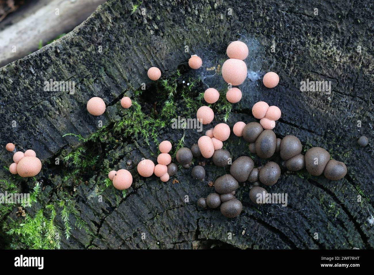 Lycogala epidendrum, commonly known as wolf's milk, groening's slime ...