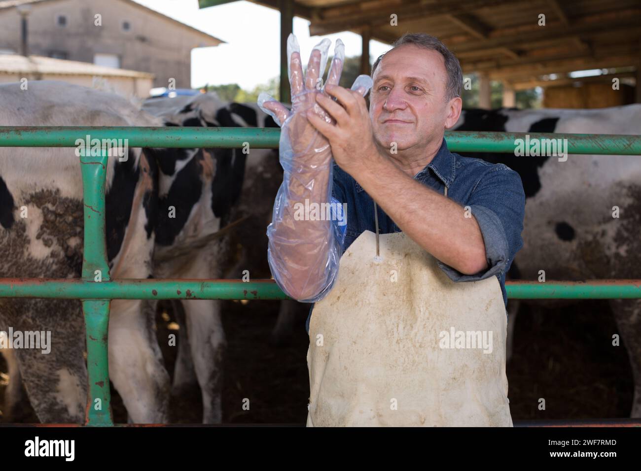 Farmer prepares for artificial insemination of cows Stock Photo - Alamy