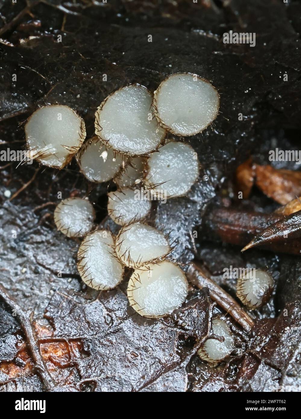 Trichophaeopsis bicuspis, tiny hairy cup fungus growing on aspen leaves ...