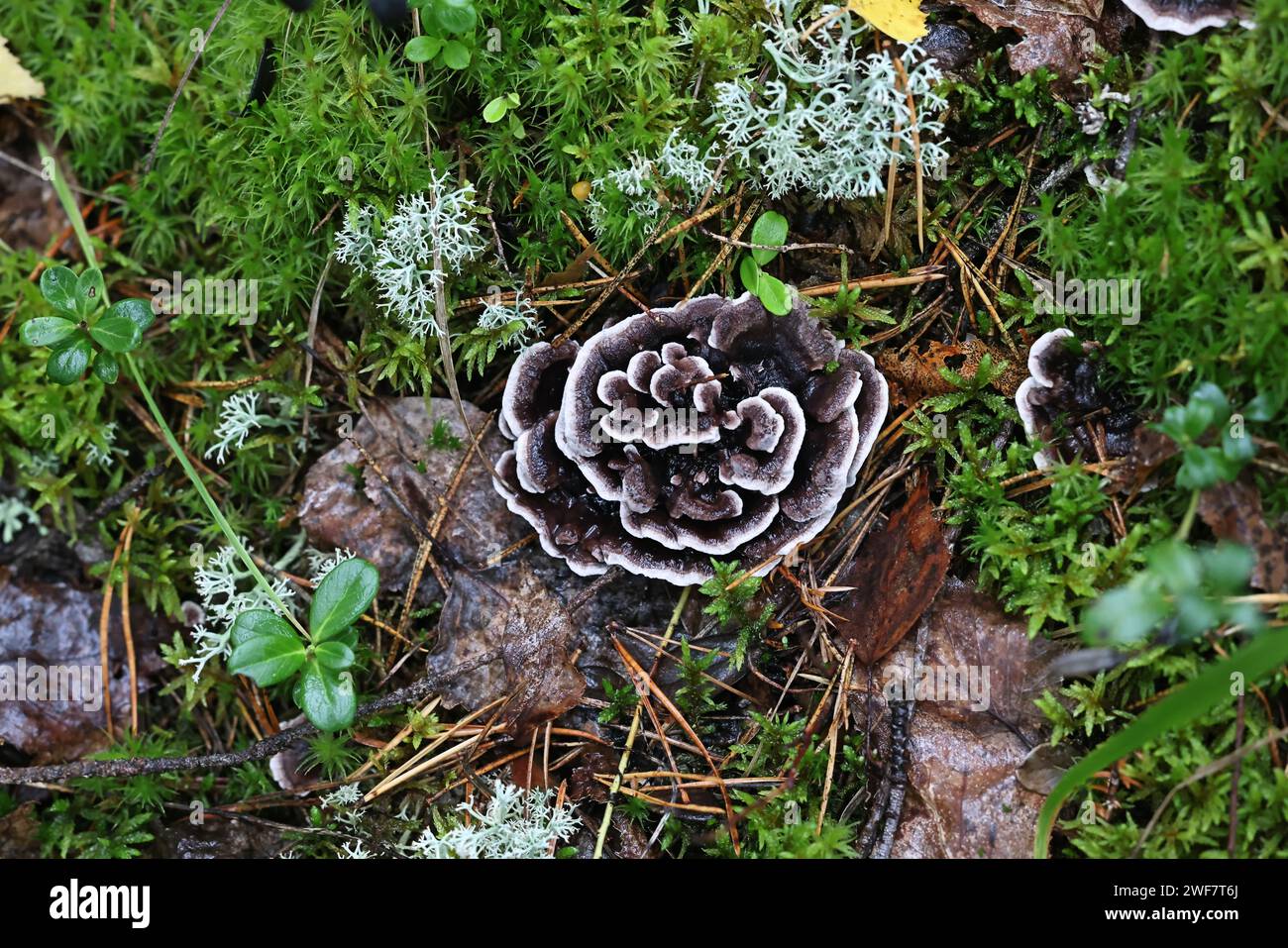 Phellodon connatus, commonly known as grey tooth, wild fungus from ...