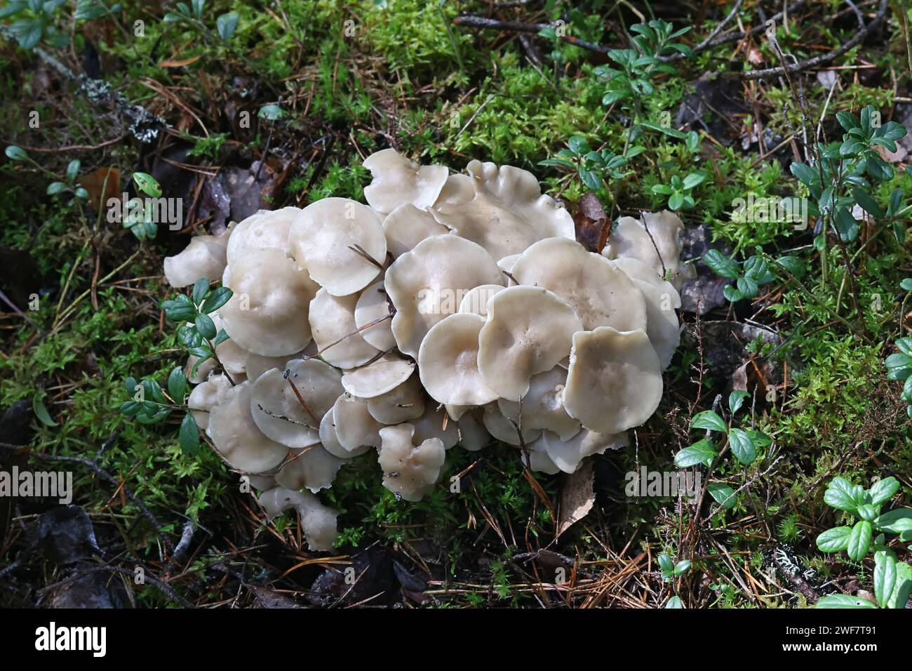 Lyophyllum fumosum, sometimes called the fried chicken mushroom, wild ...