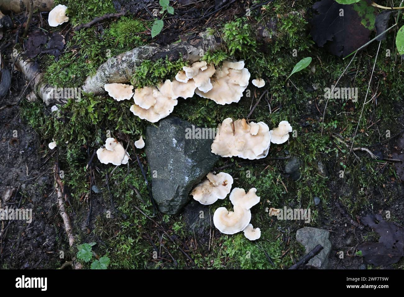 Sistotrema confluens, commonly known as Aromatic Earthfan, wild ...