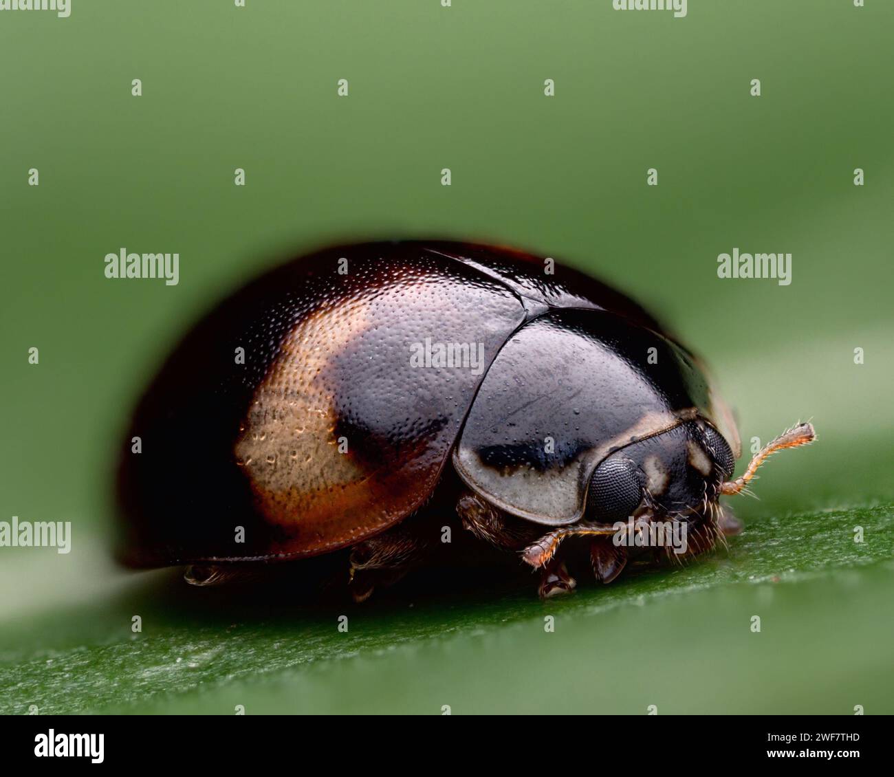 Bimaculata form of 10 spot ladybird hi-res stock photography and images ...