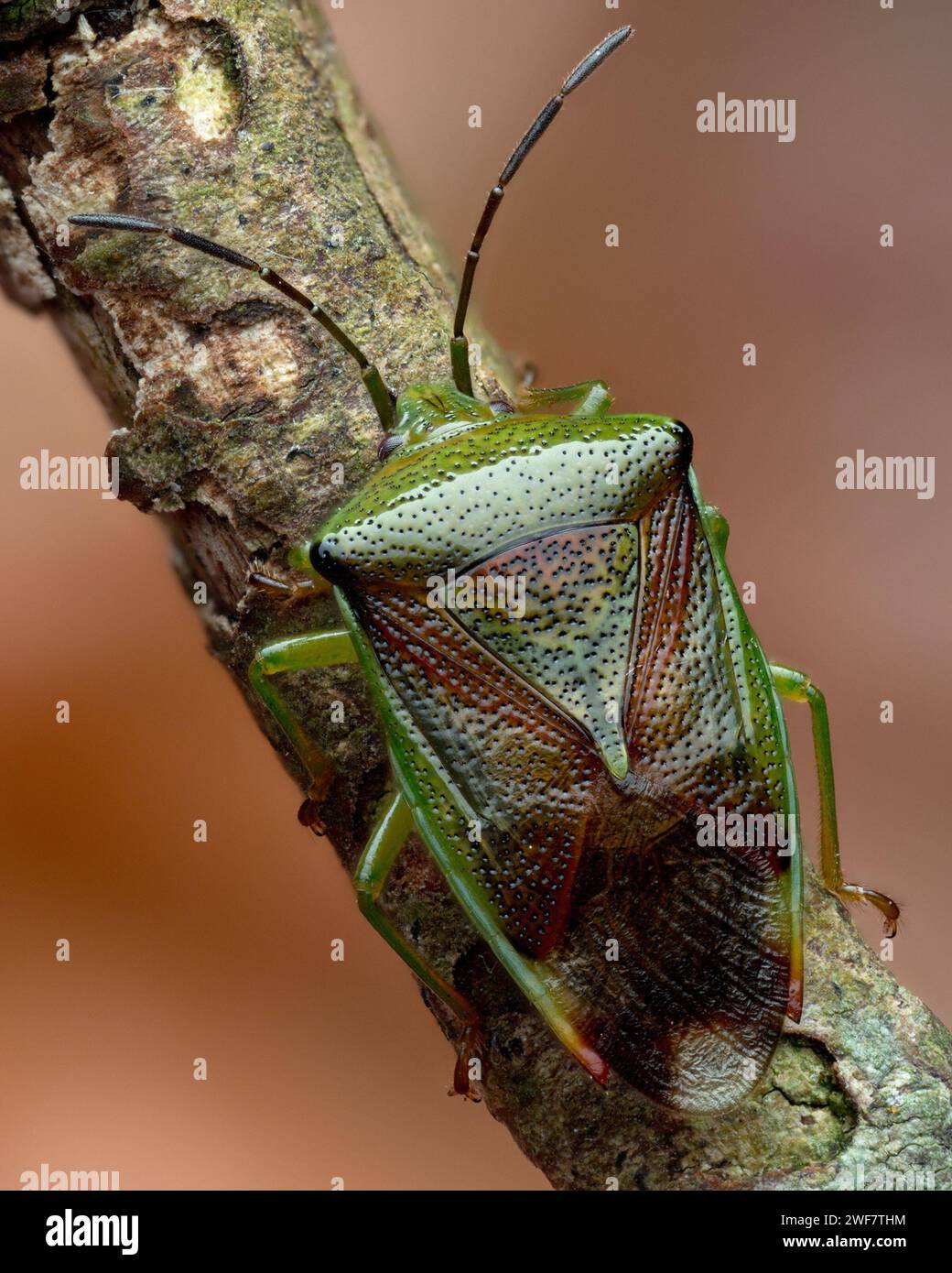 Birch Shieldbug (Elasmostethus interstinctus) overwintering on beech ...
