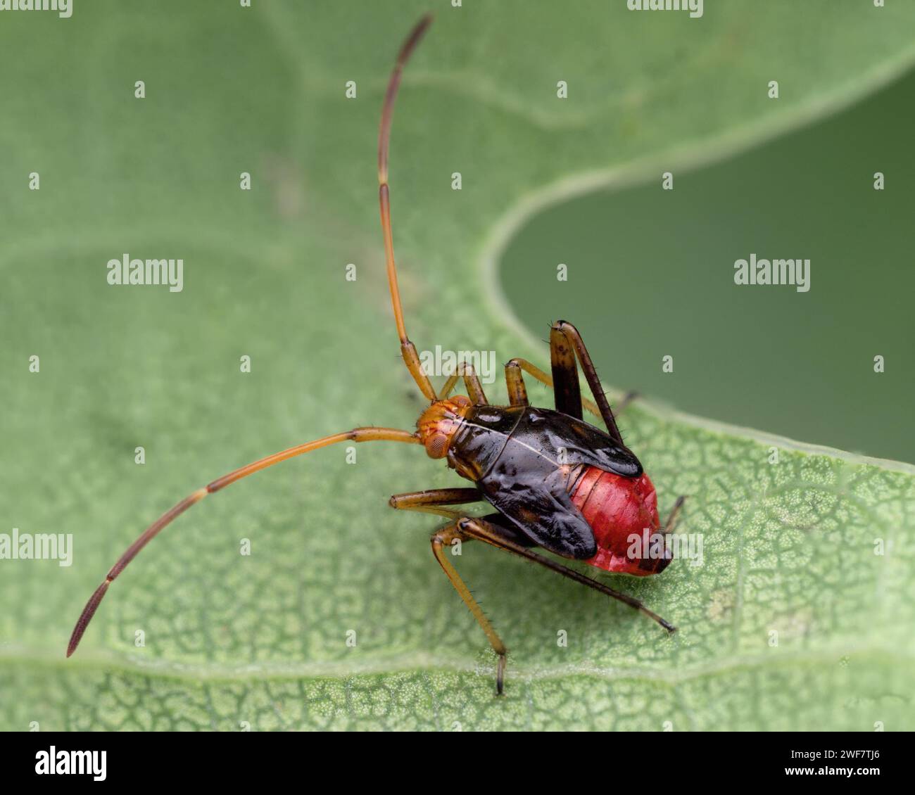 Megacoelum infusum nymph hi-res stock photography and images - Alamy