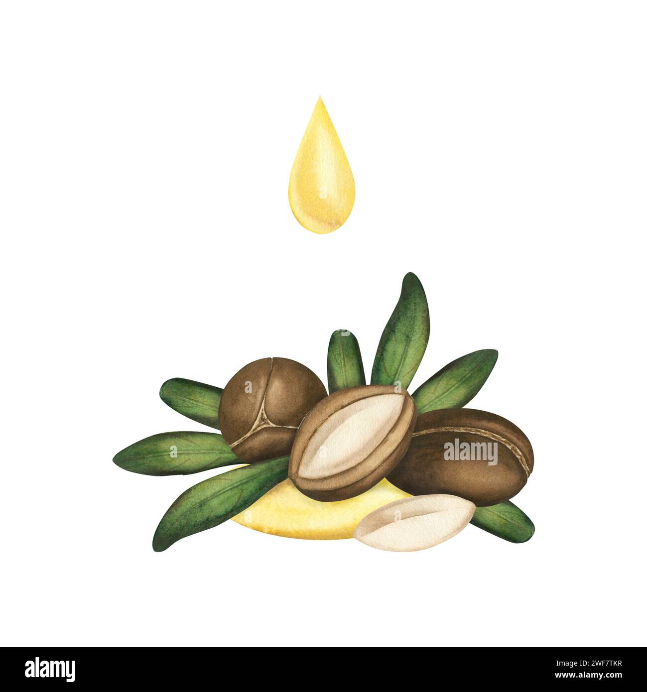 Composition of argan tree nuts isolated on a white background. Ripe nut ...