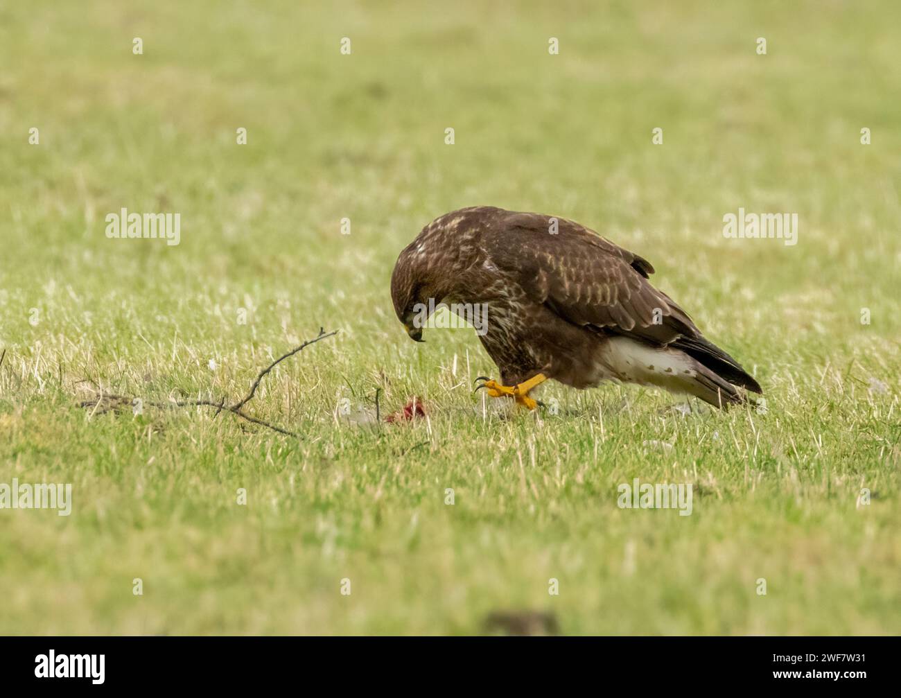 Brown bird of prey hi-res stock photography and images - Alamy