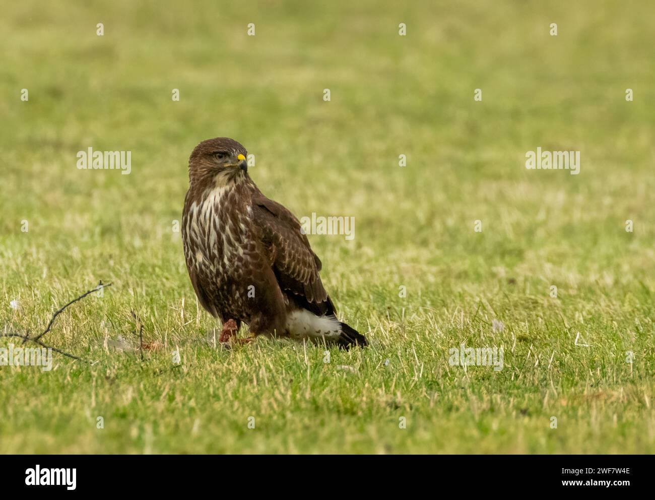 Buzzard bird of prey in a field eating prey Stock Photo - Alamy