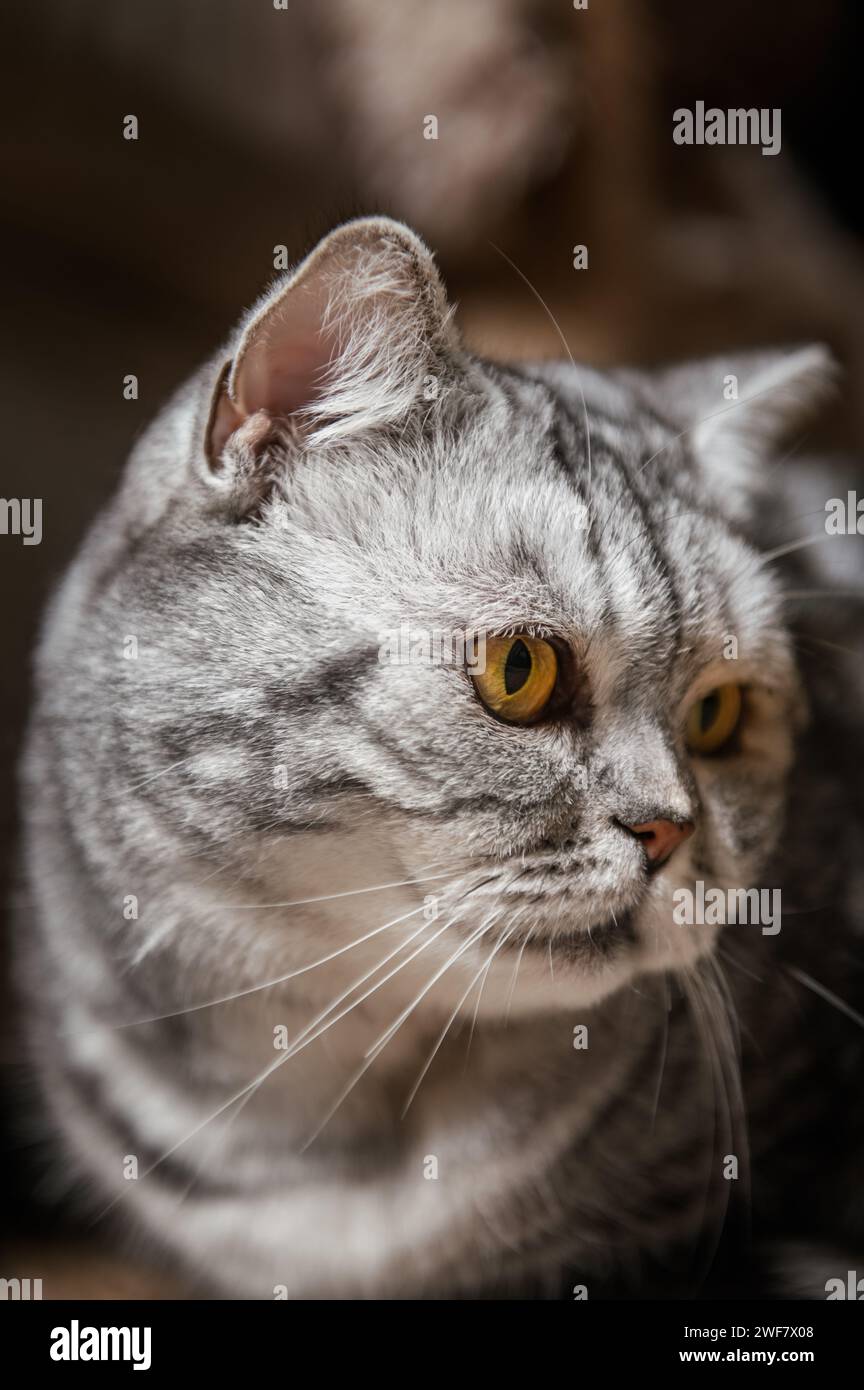 British shorthair silver tabby cat Stock Photo - Alamy