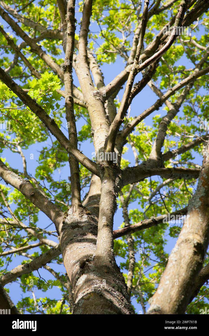 Dappled light through leaves hi-res stock photography and images - Alamy