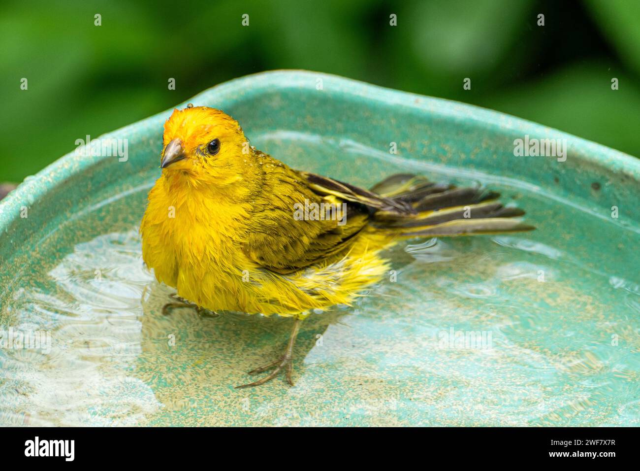 Atlantic Canary, a small Brazilian wild bird. The yellow canary ...