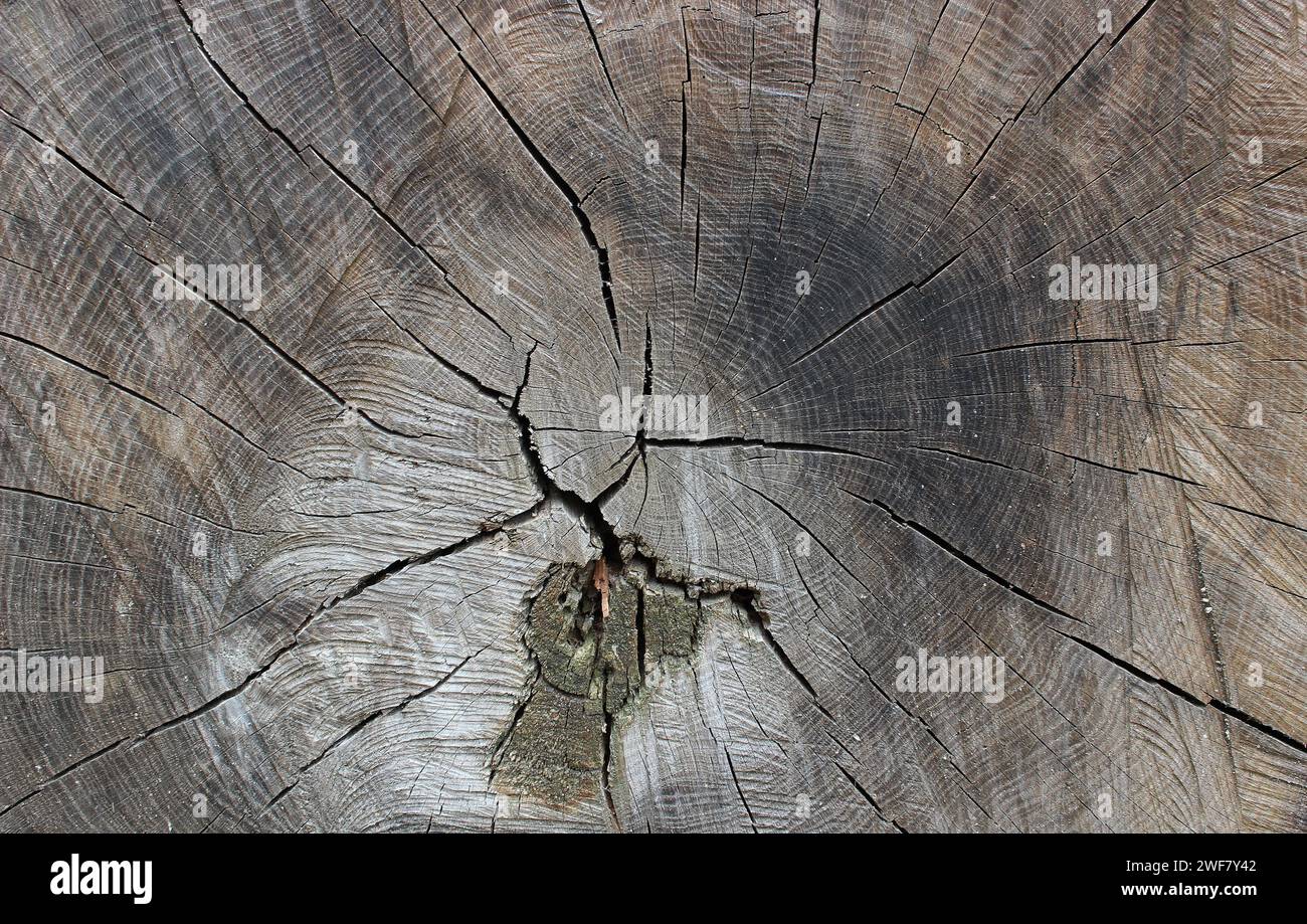 Growth rings and cracks on an old oak log texture background Stock Photo - Alamy