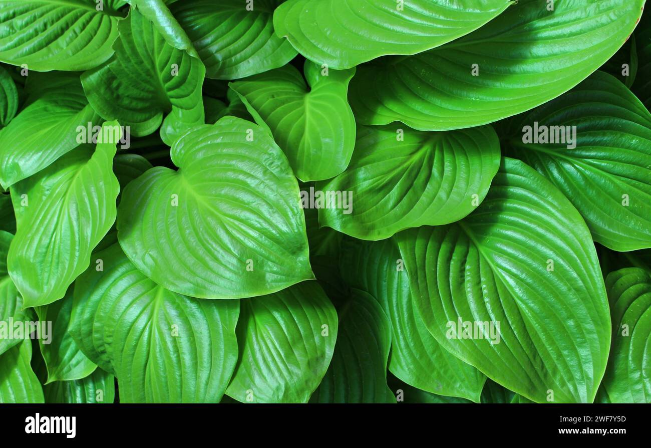 Succulent with broad leaves hi-res stock photography and images - Alamy