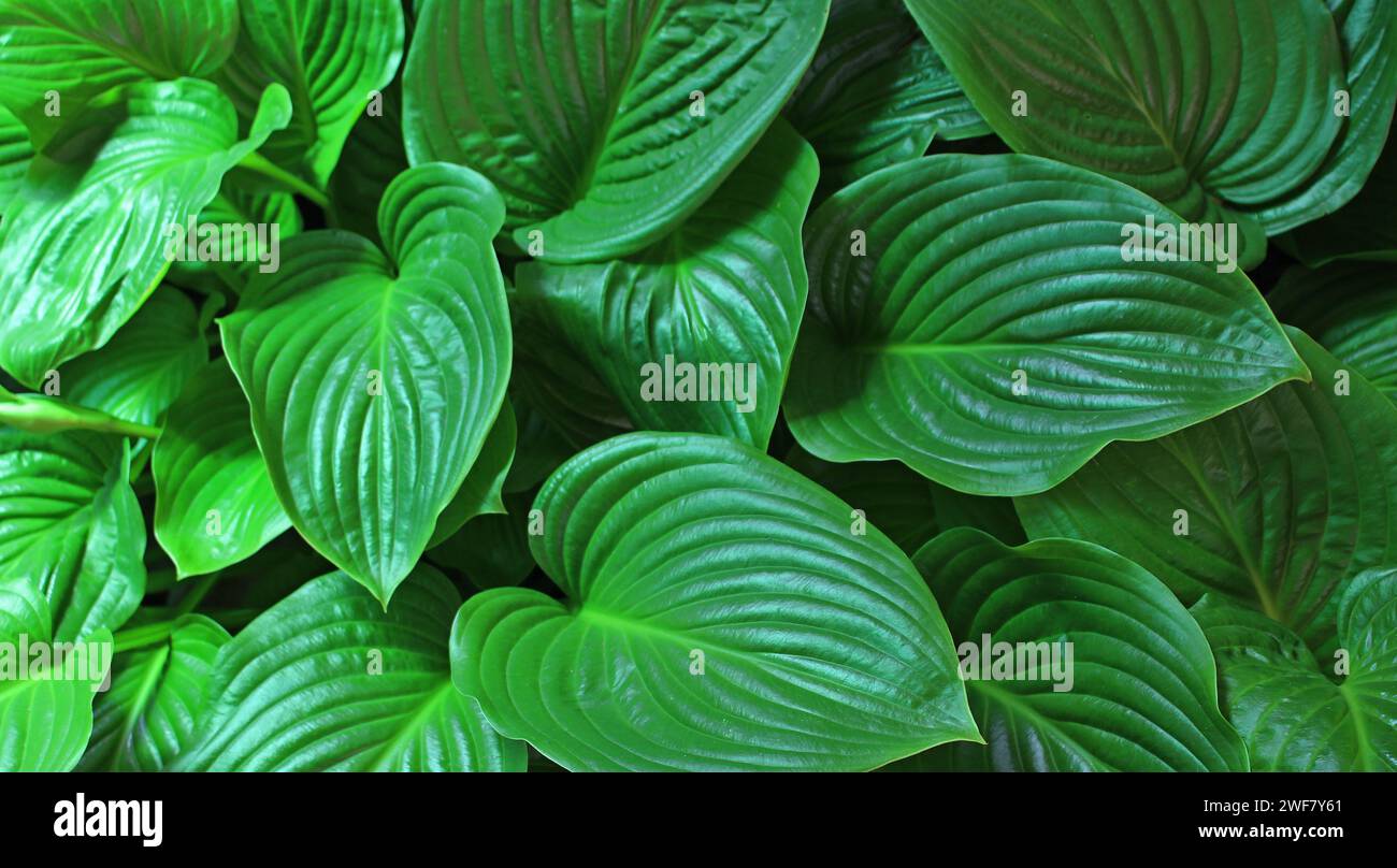 Broad rich green plant leaves texture background Stock Photo - Alamy
