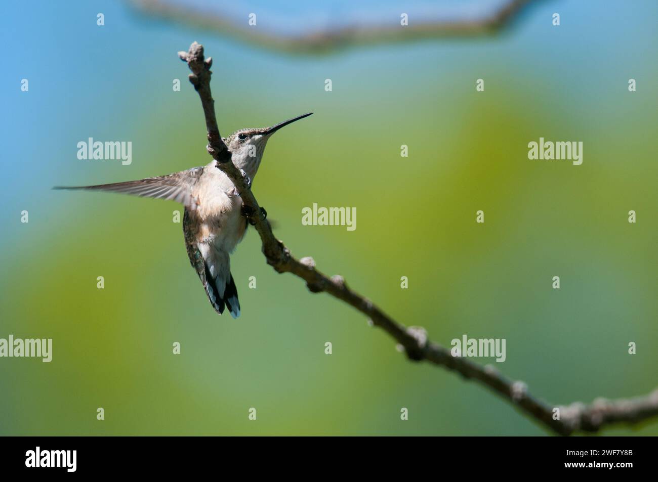 Ruby-Throated Hummingbird on a tree branch with wings flapping Stock ...