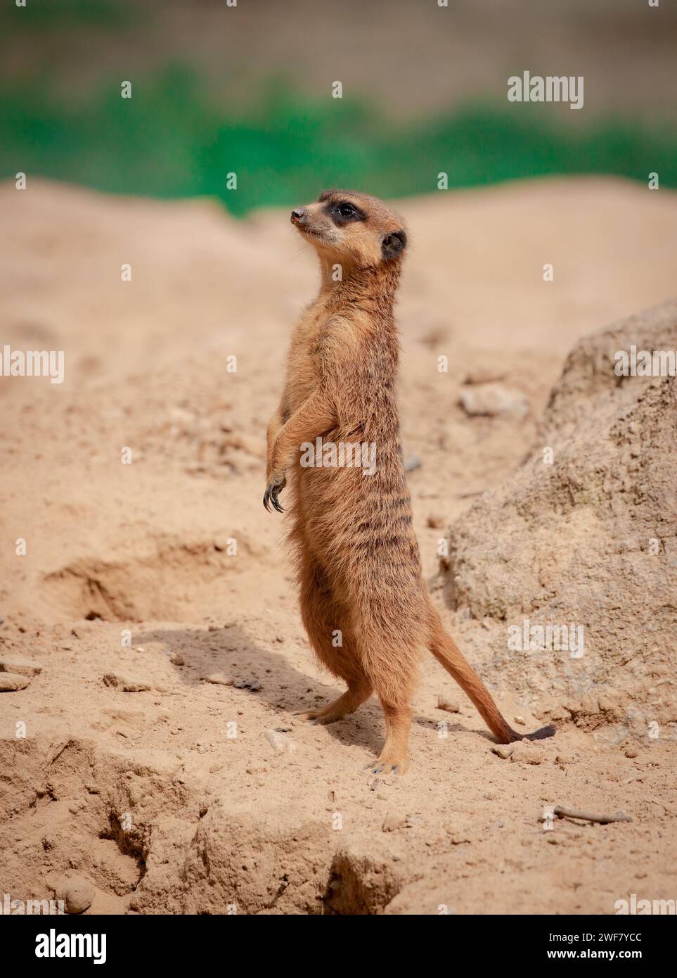 A cute brown creature stands upright on its hind legs Stock Photo - Alamy