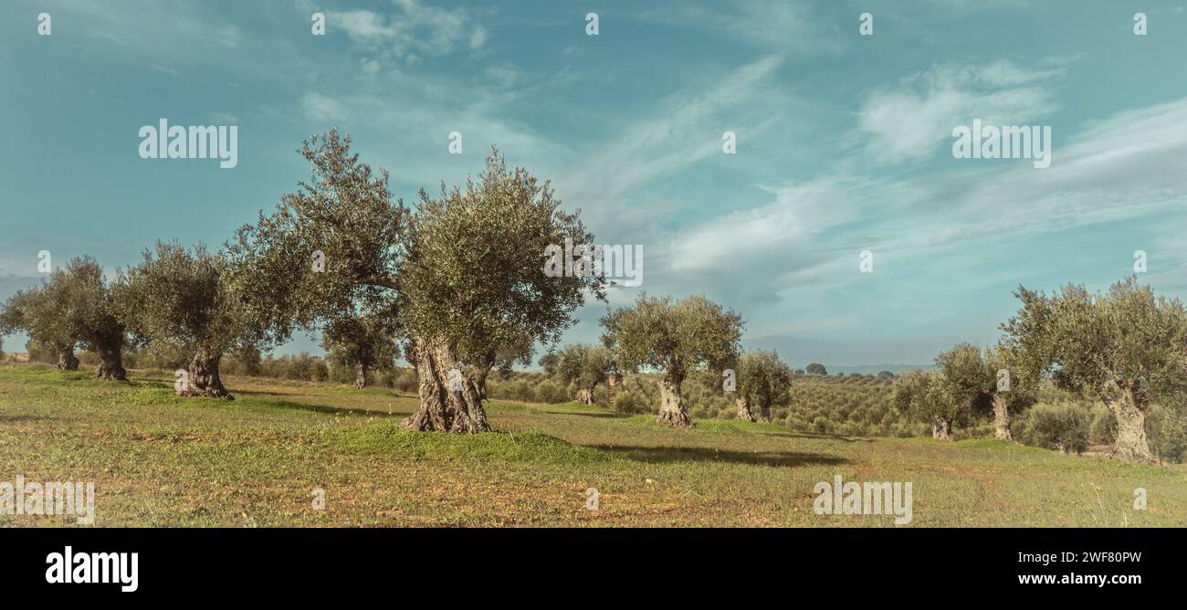 Olive grove wide angle landscape in Alentejo Stock Photo - Alamy