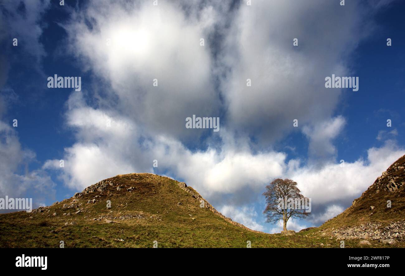 Robin hood tree hi-res stock photography and images - Alamy