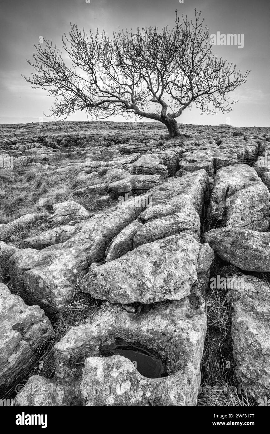 Sycamore Gap Tree Stock Photo - Alamy
