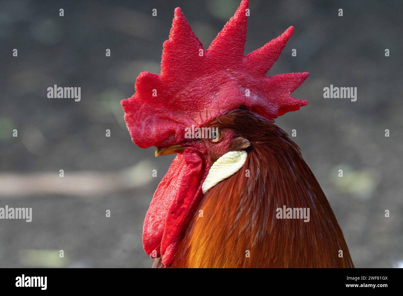 Red rooster hi-res stock photography and images - Alamy