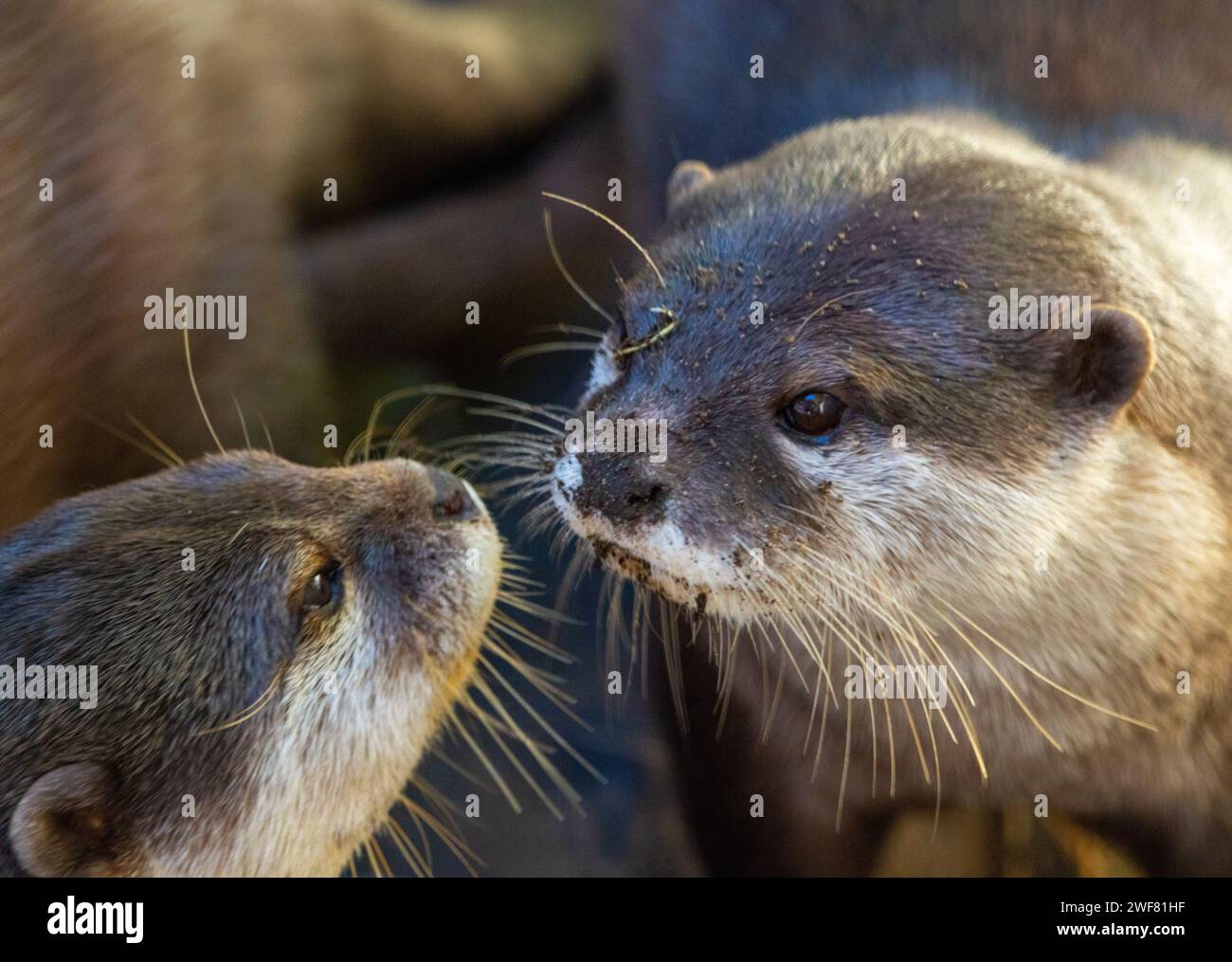 The two adorable otters engaging in playful interaction at a zoo Stock ...