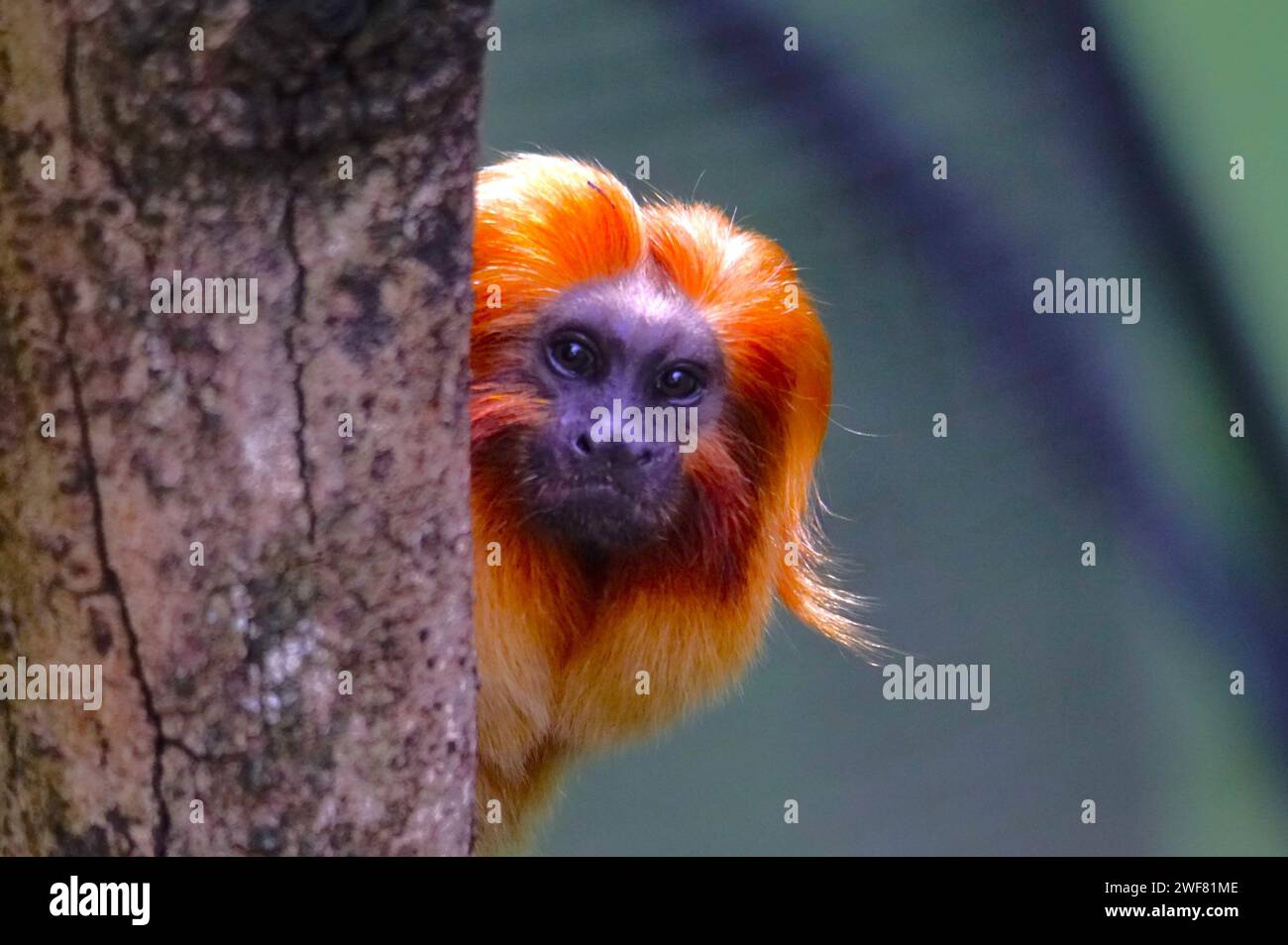 A golden lion tamarin with vibrant orange hair peeks behind a tree ...