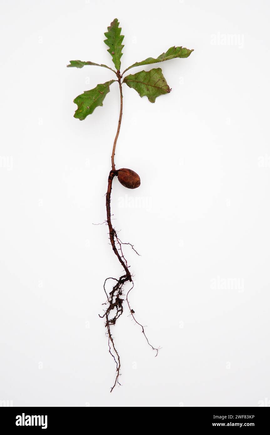 Acorn seedling with roots hi-res stock photography and images - Alamy