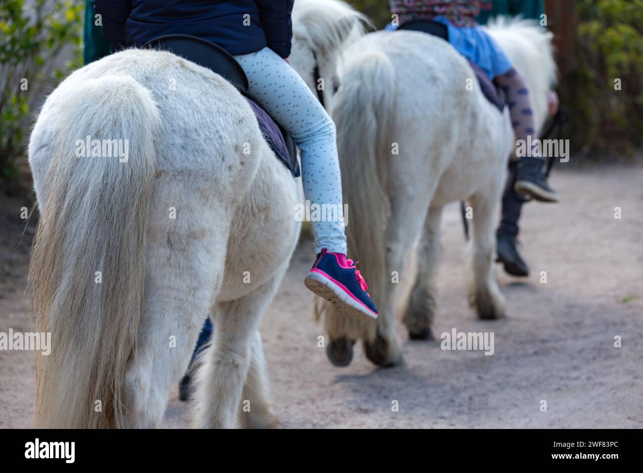 Children ride white ponies on a leash Stock Photo - Alamy