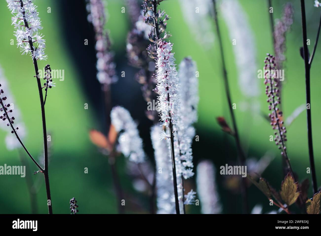 Black snakeroot hi-res stock photography and images - Alamy