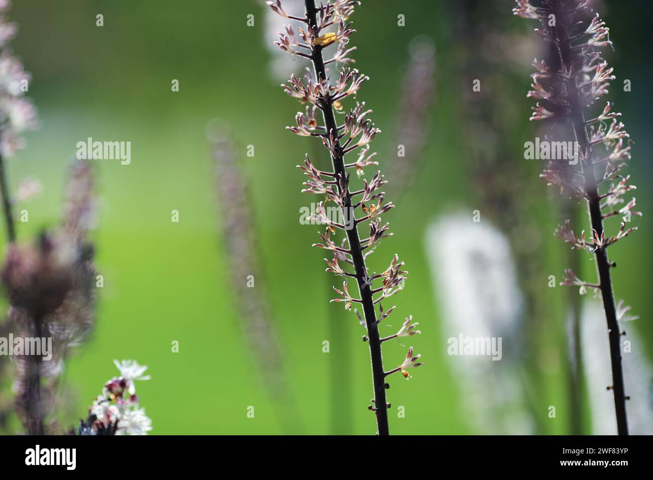 Actaea racemosa, the black cohosh, black bugbane, black snakeroot ...