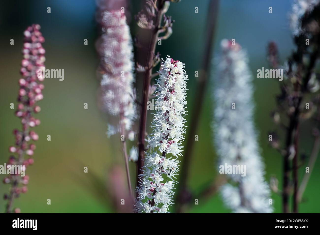 Bugbane hi-res stock photography and images - Alamy