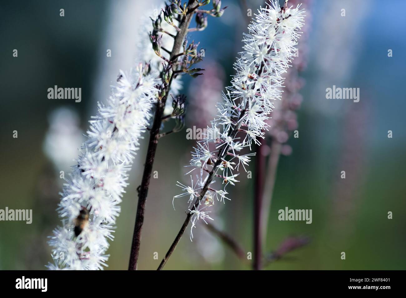 Bugbane hi-res stock photography and images - Alamy