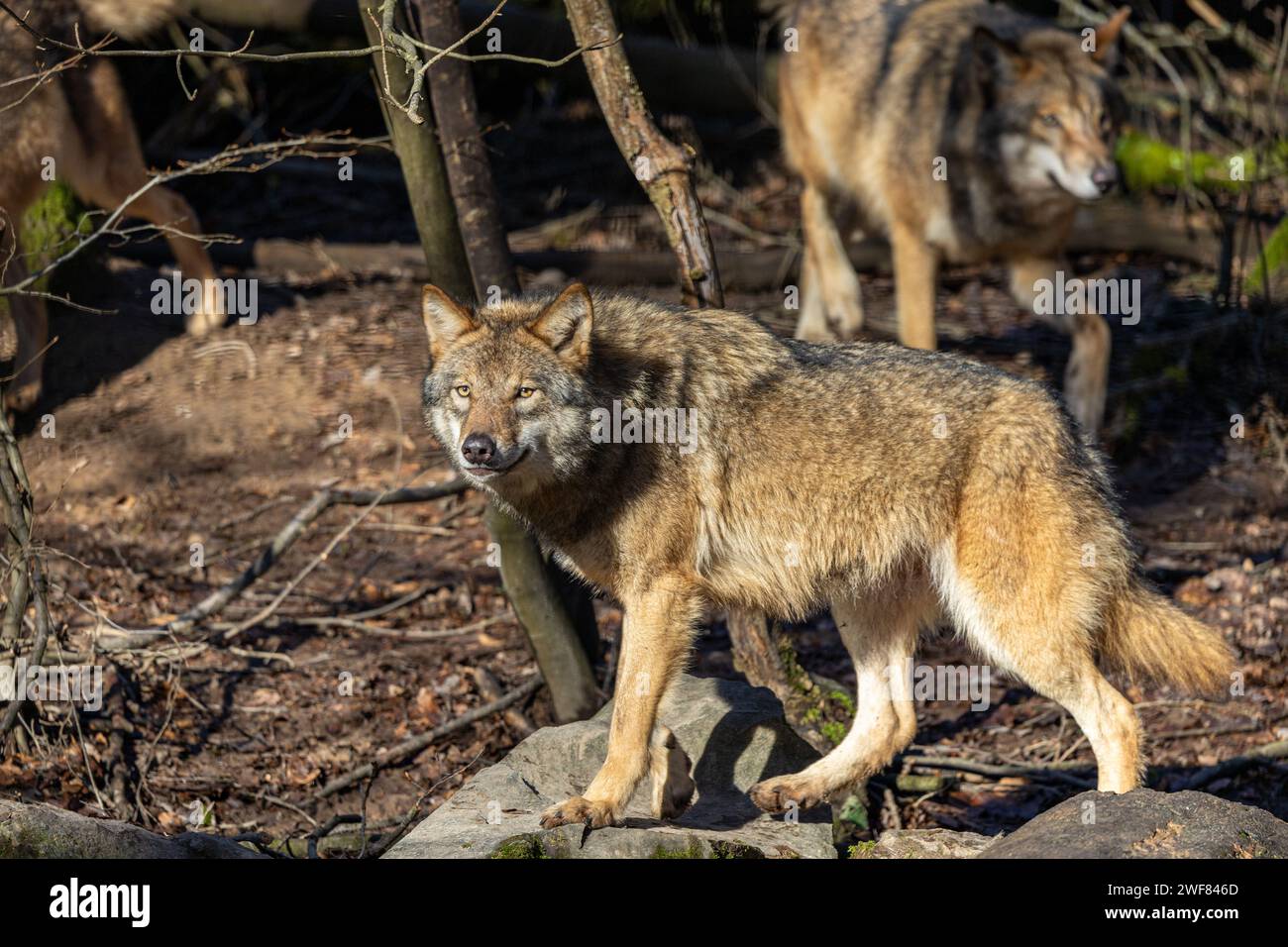 Gray wolf in forest. The wolf, Canis lupus, also known as the gray wolf ...