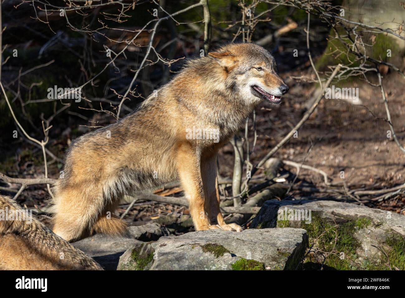 Gray wolf in forest. The wolf, Canis lupus, also known as the gray wolf ...