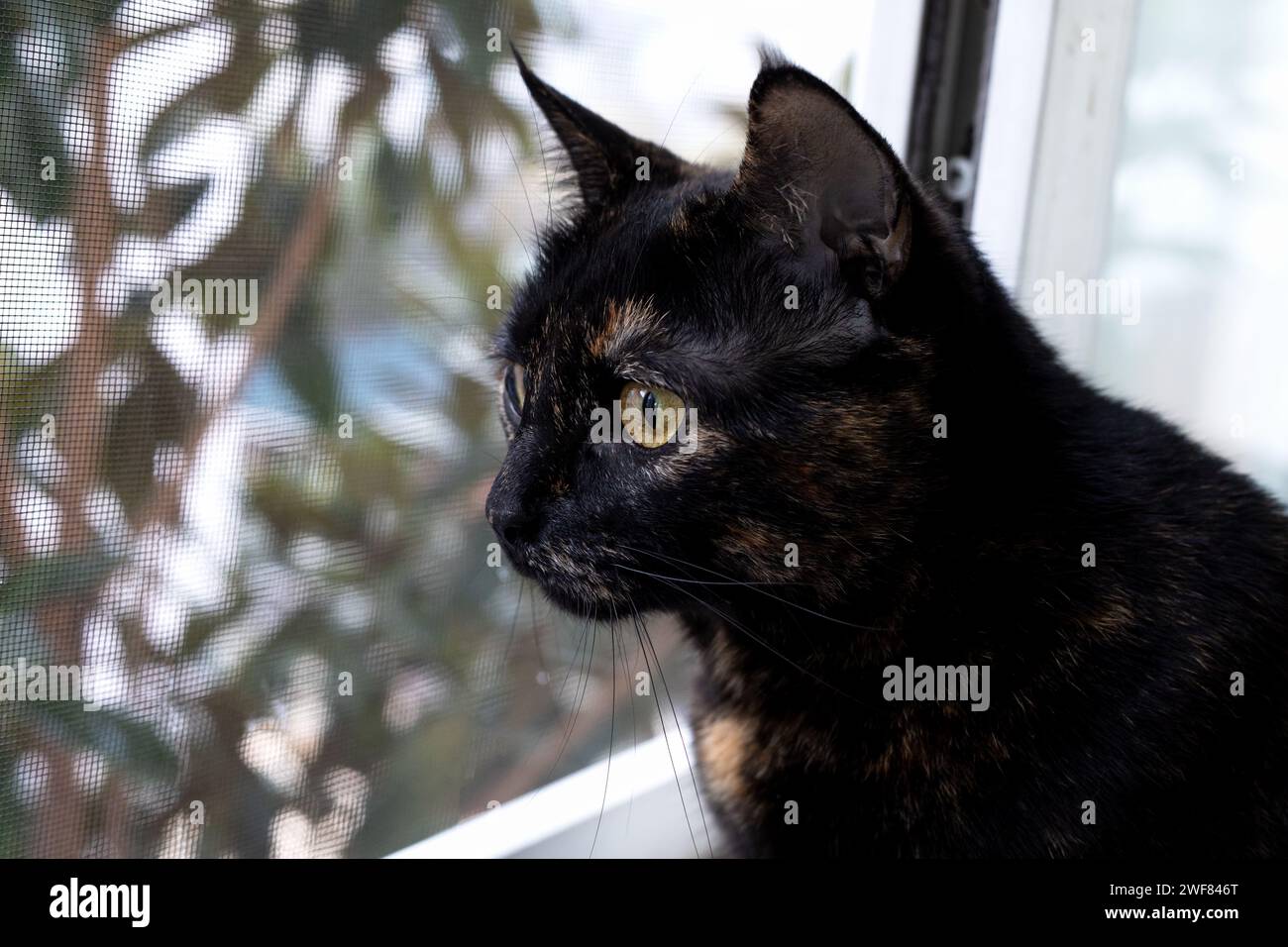 Black ginger tortoiseshell cat hi-res stock photography and images - Alamy