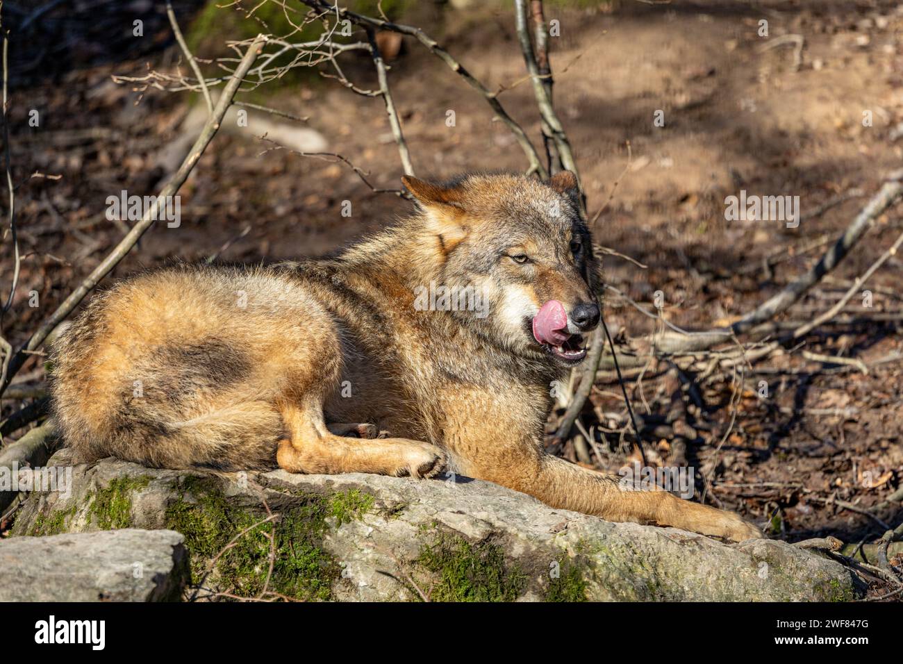 Gray wolf in forest. The wolf, Canis lupus, also known as the gray wolf ...