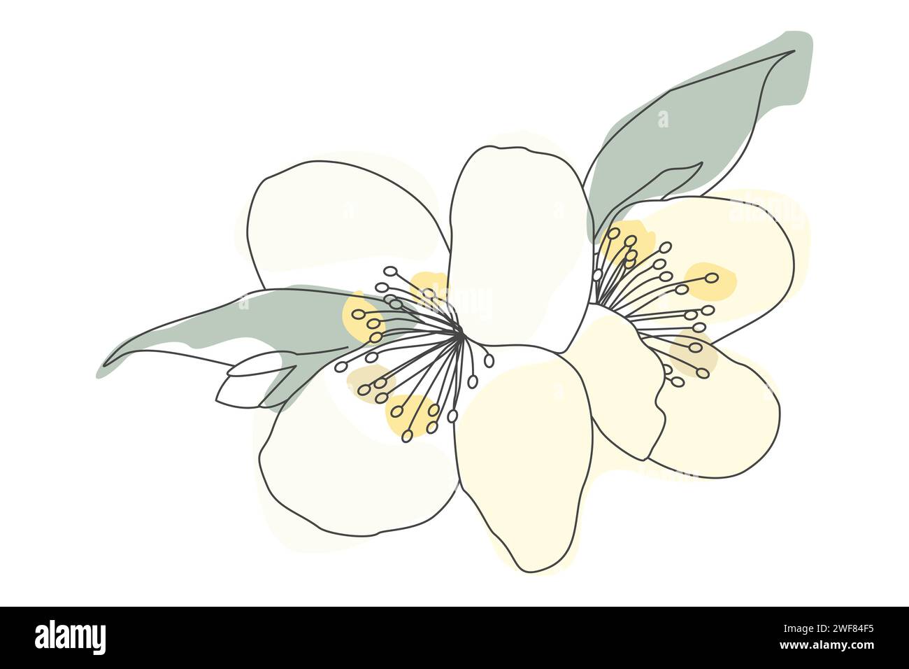 Cherry blossom branch Line art Illustration. Abstract contour drawings ...