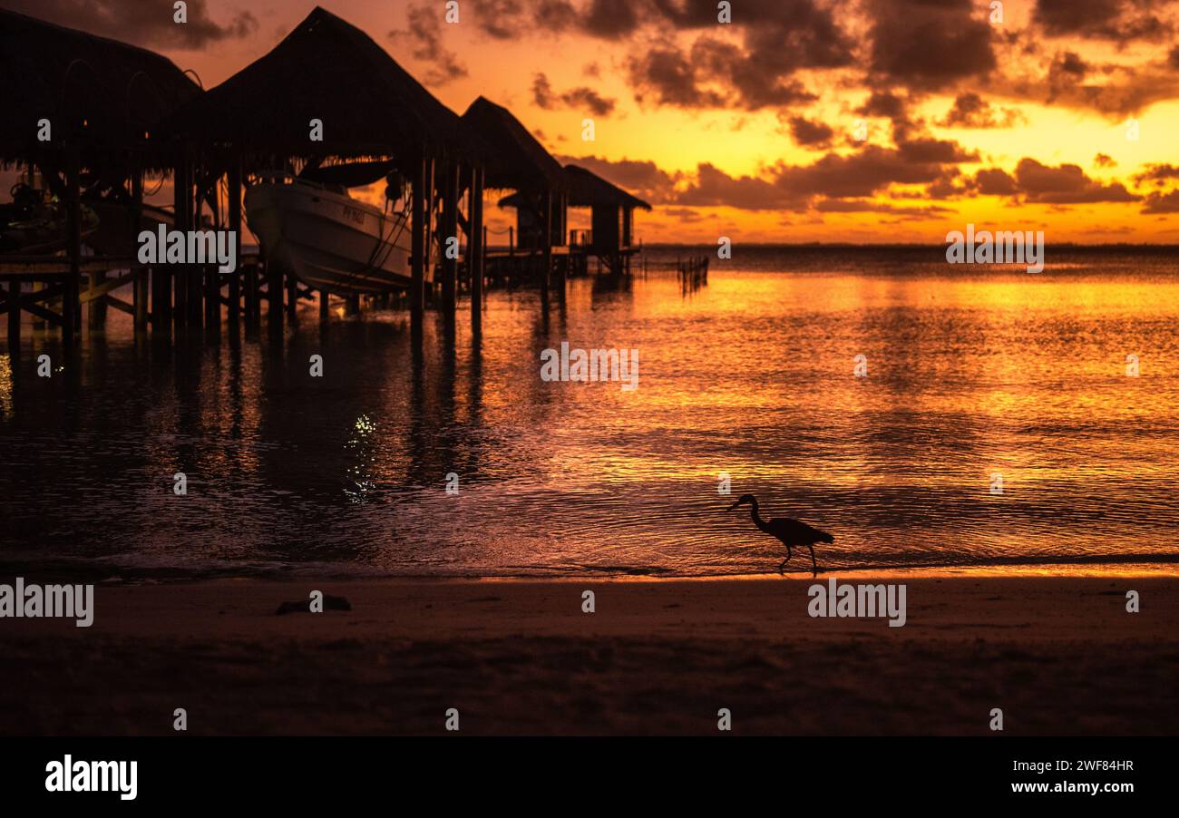 Sunset over Fakarava Lagoon with Pacific Reef-Heron silhouette Stock ...
