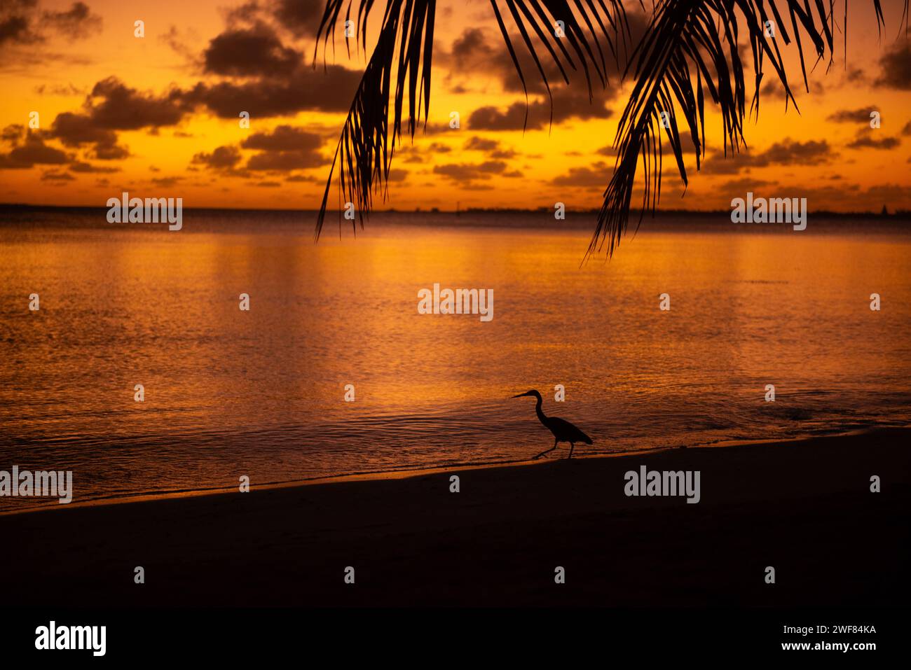 Sunset over Fakarava Lagoon with Pacific Reef-Heron silhouette Stock ...