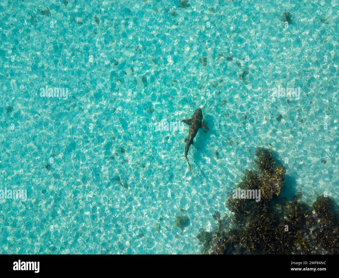Underwater drone and shark hi-res stock photography and images - Alamy