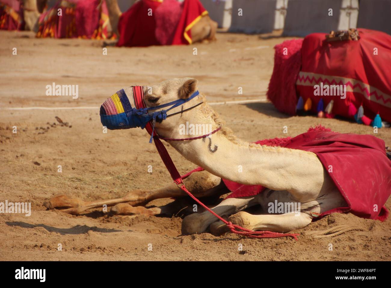 Camp doha hi-res stock photography and images - Alamy
