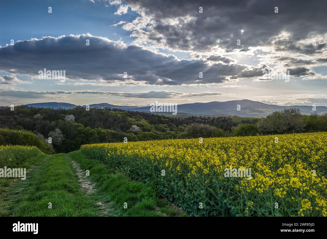 Spring landscape with path in a canola field. Forest in the background ...