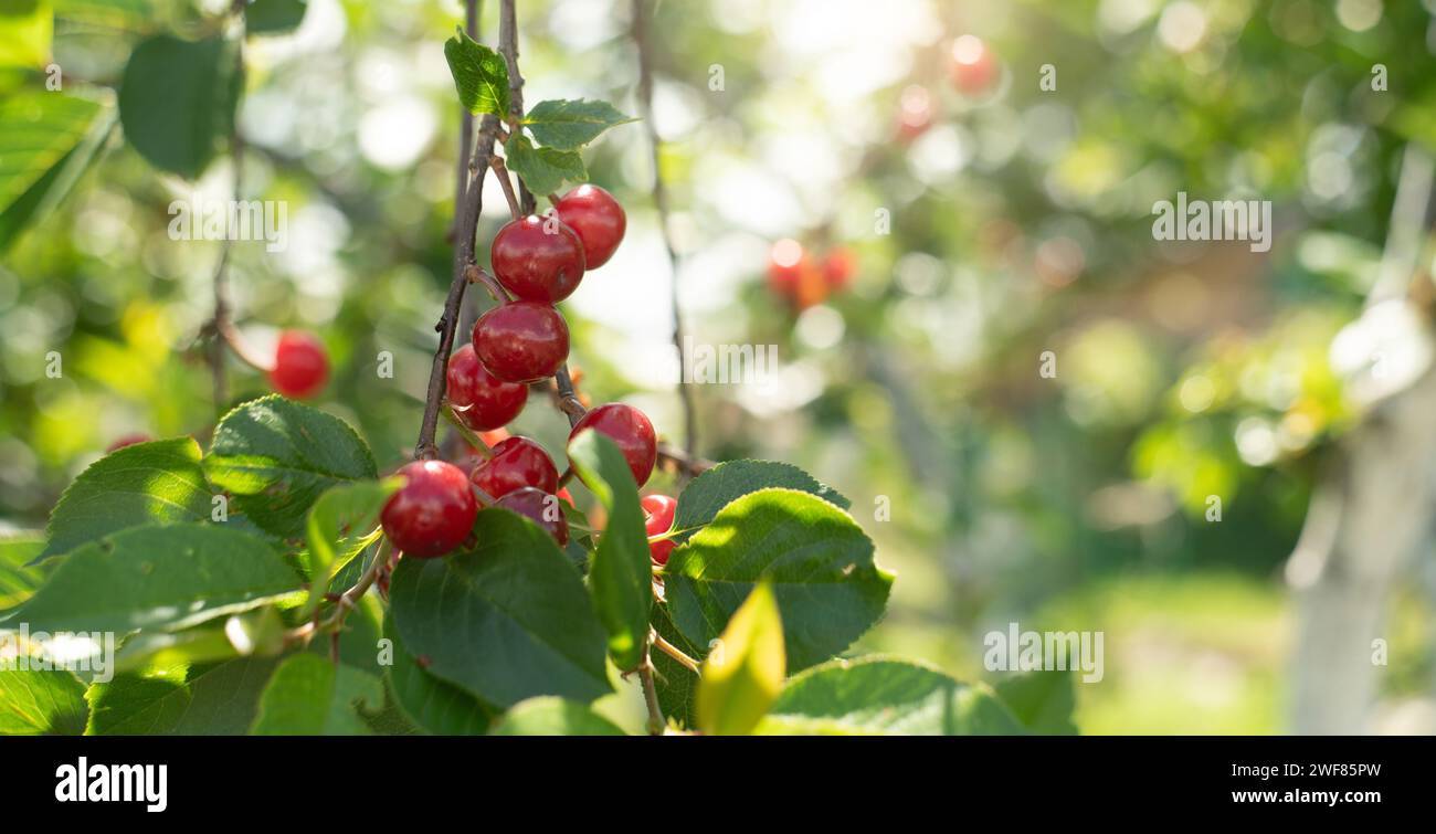 Cherry fruit tree tree hi-res stock photography and images - Alamy