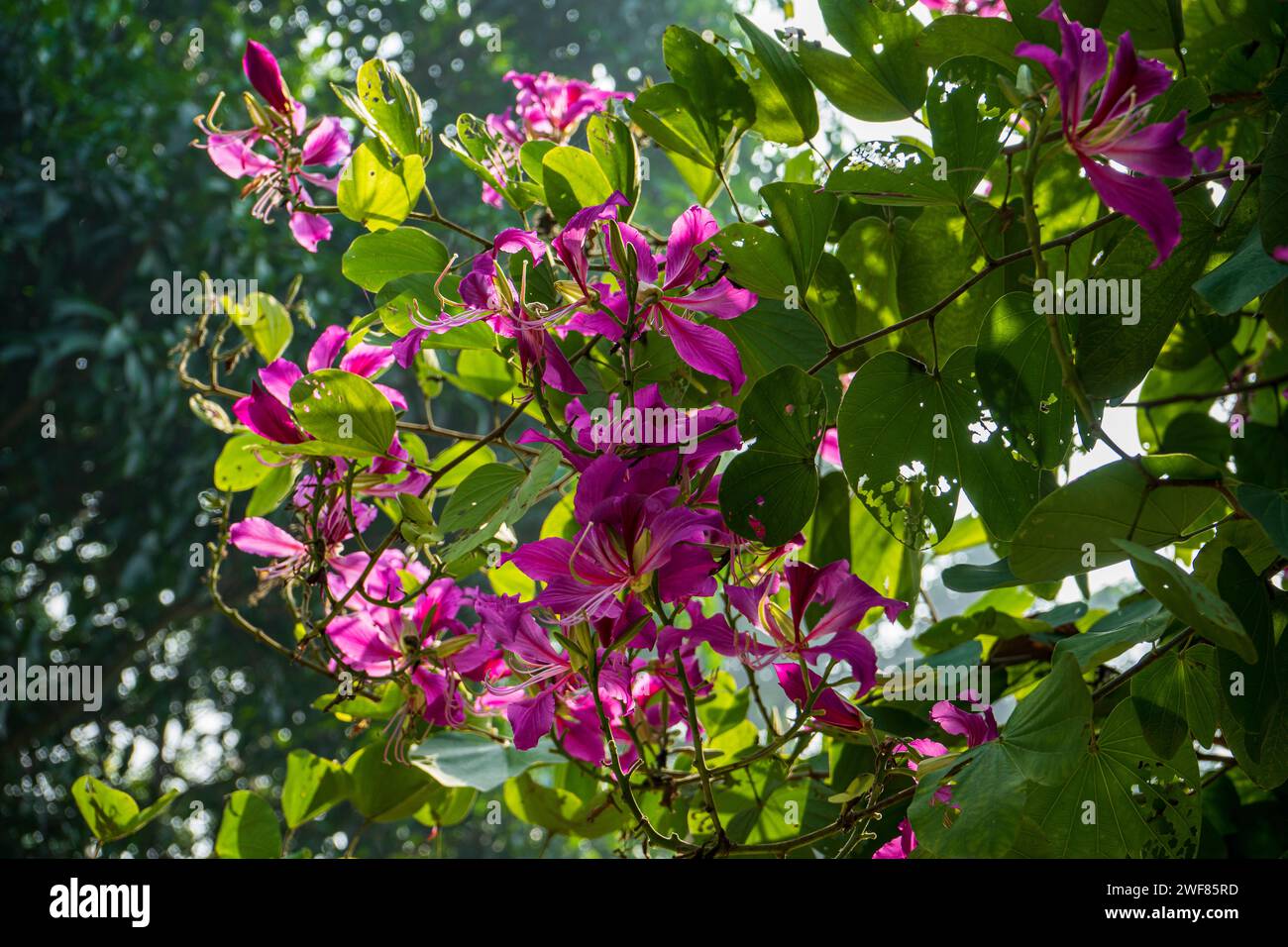 Purple Bauhinia flower blooming, Closeup Purple Orchid Tree or Purple ...