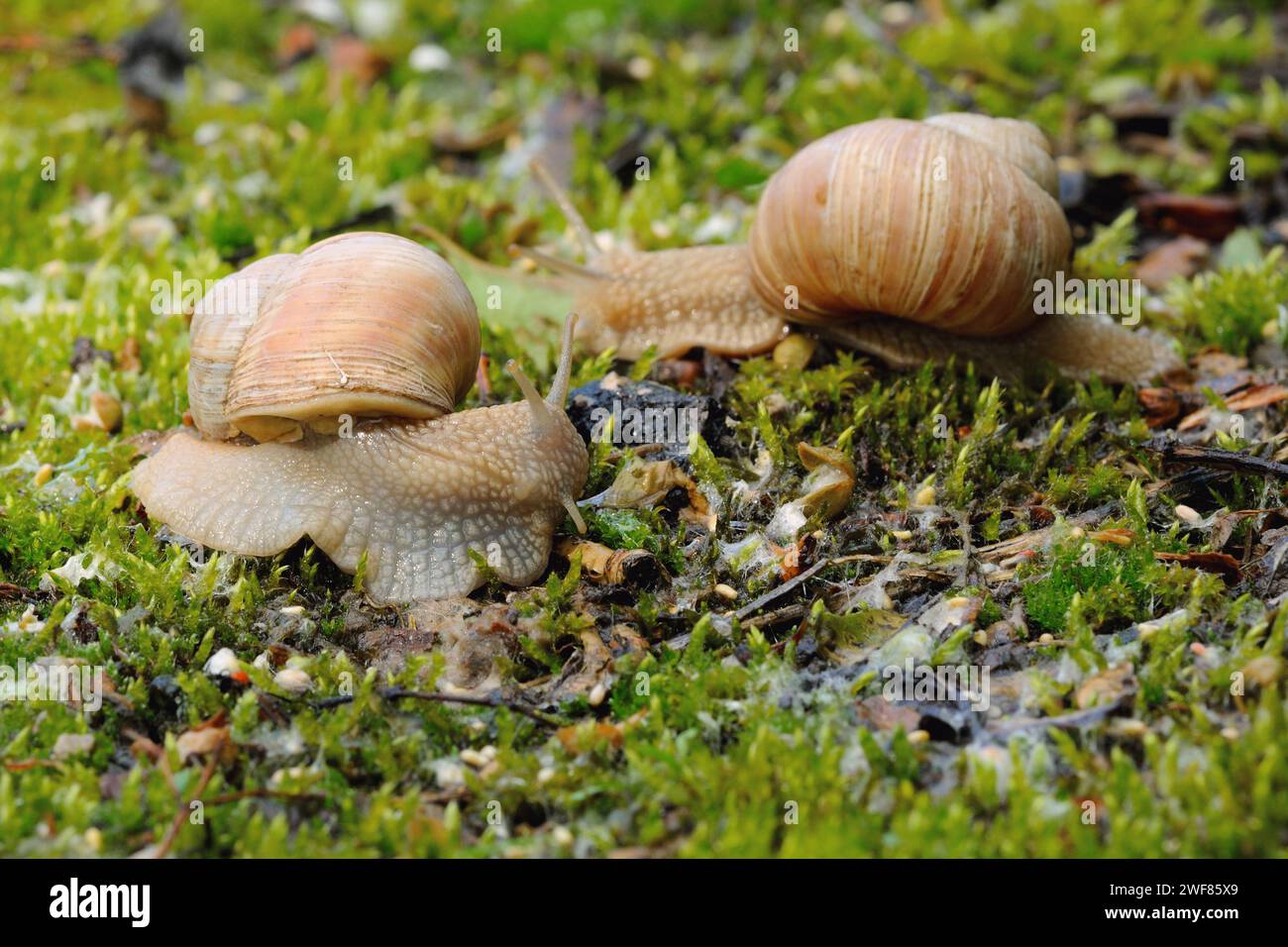 Snails, Helix pomatia in moss after rain. Adult with young. Blurred ...
