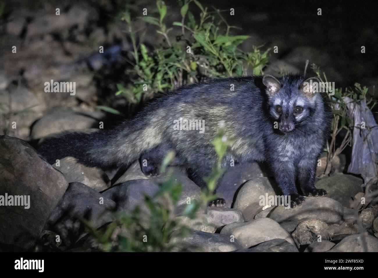 Asian Palm Civet, Paradoxurus hermaphroditus, Panna Tiger Reserve ...