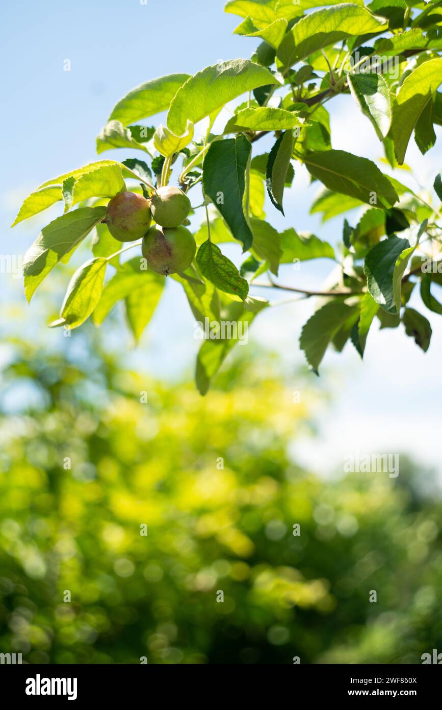 Apple harvesting organic fruit farming hi-res stock photography and ...