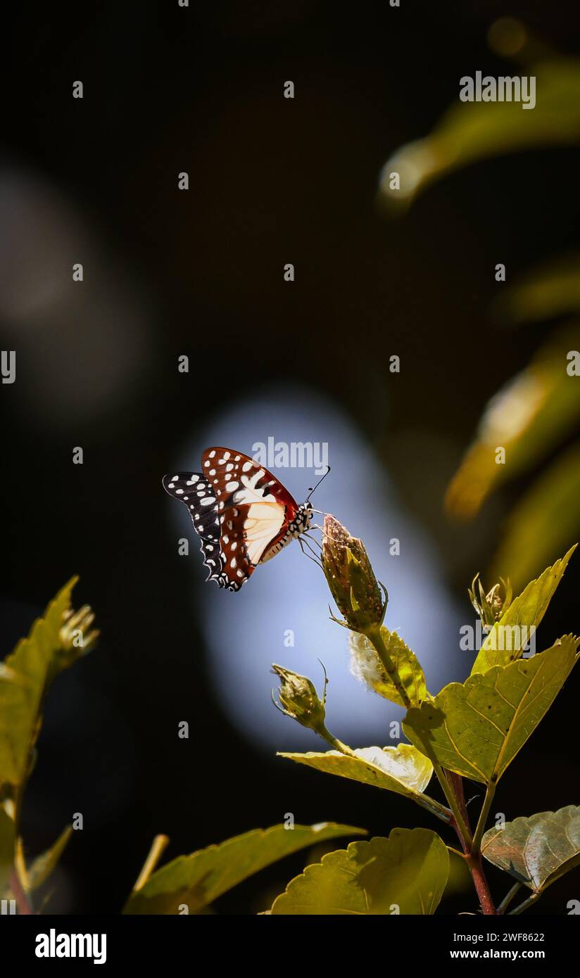 Angola white lady hi-res stock photography and images - Alamy