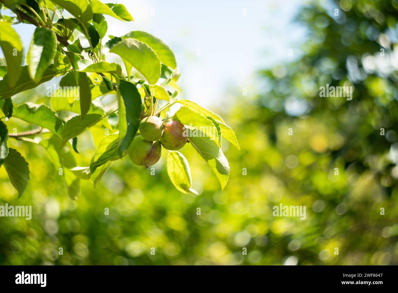 Fruit harvest apple plantation hi-res stock photography and images - Alamy