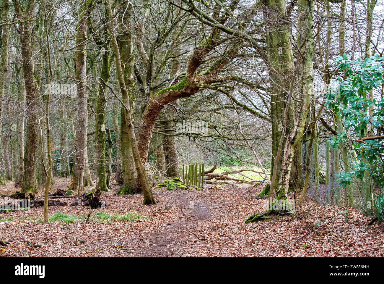 January scenes from woods in uk hi-res stock photography and images - Alamy